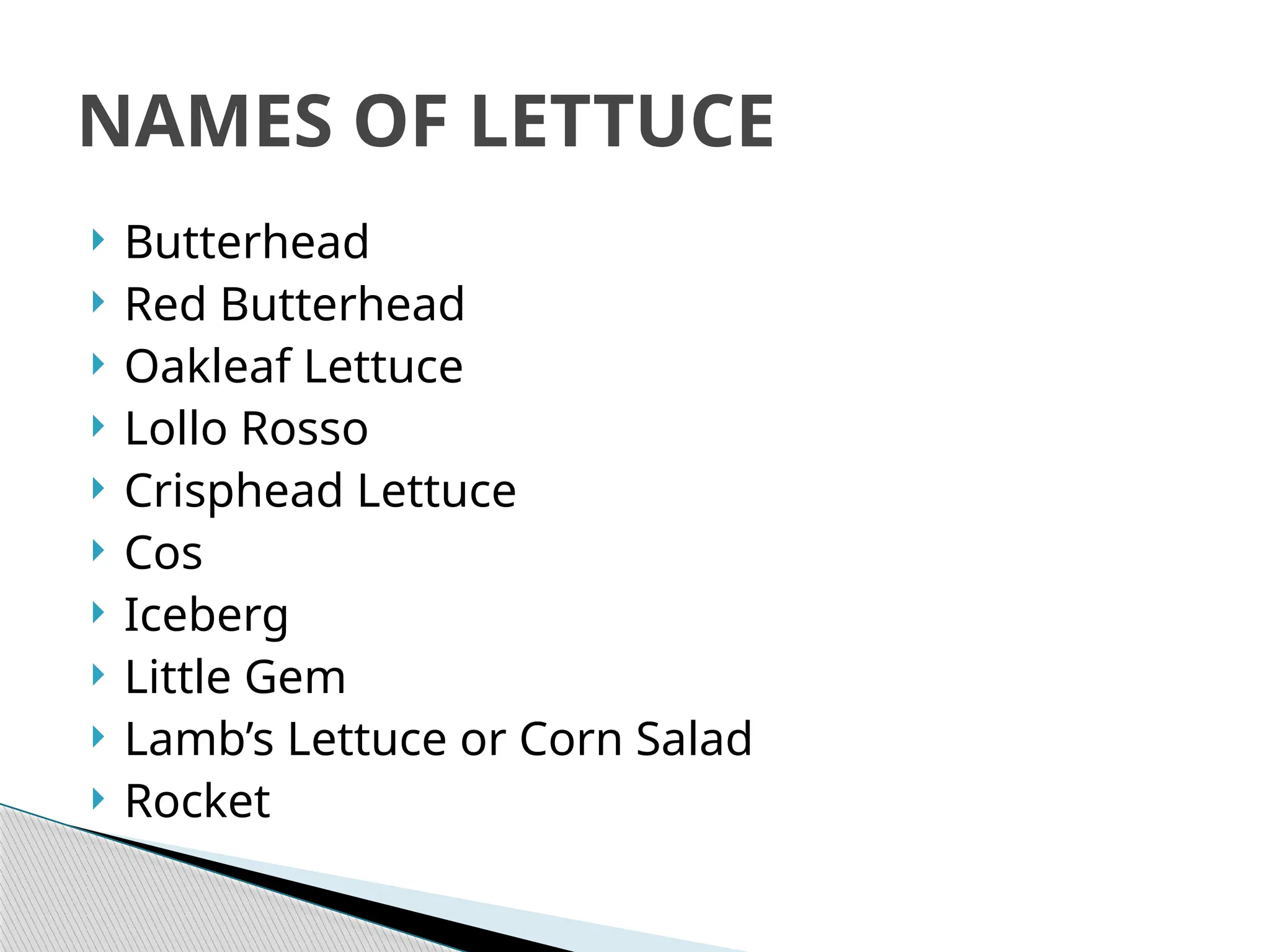 Different Types of lettuce which are used in cooking PPT.pptx
