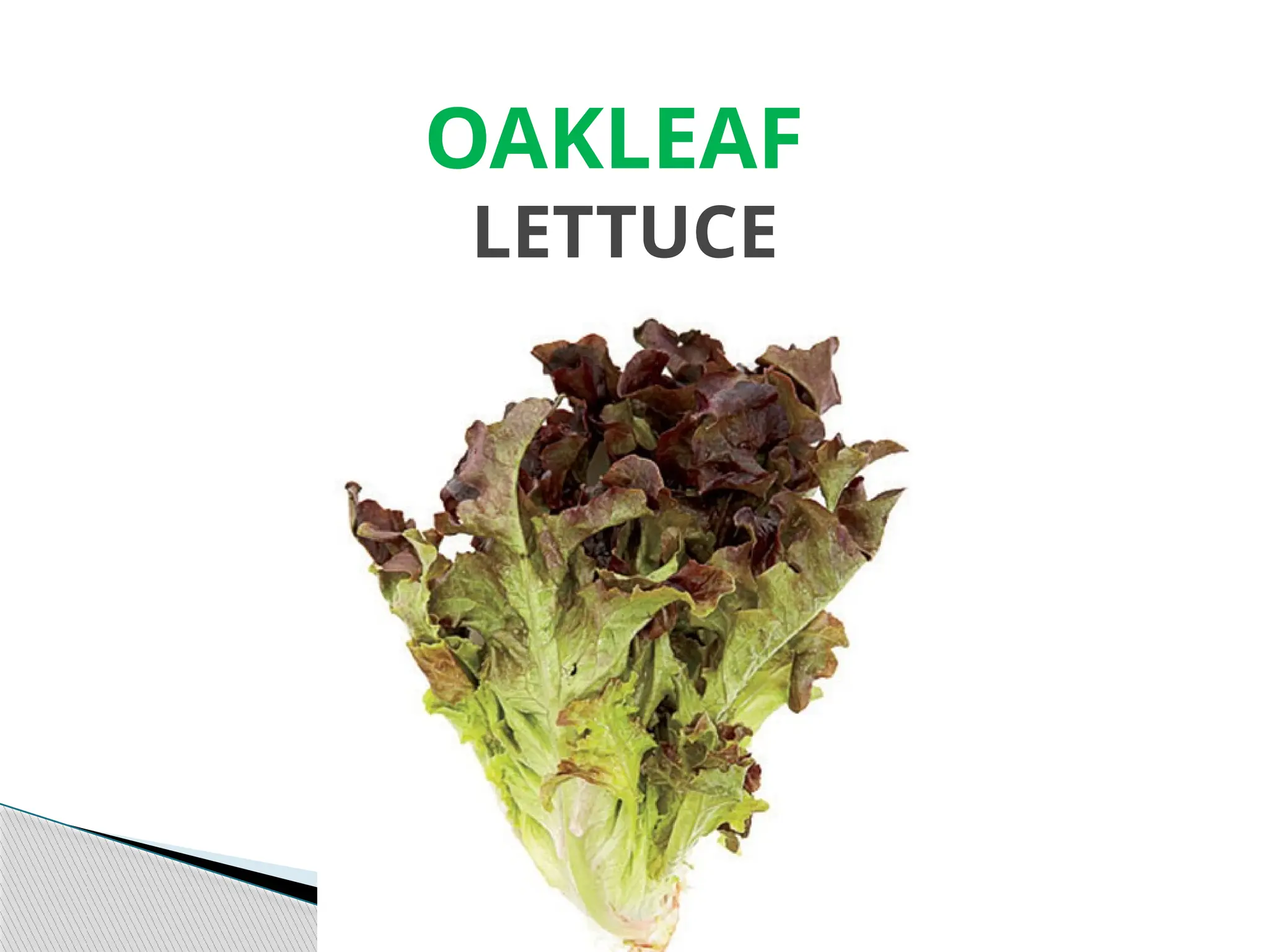 Different Types of lettuce which are used in cooking PPT.pptx