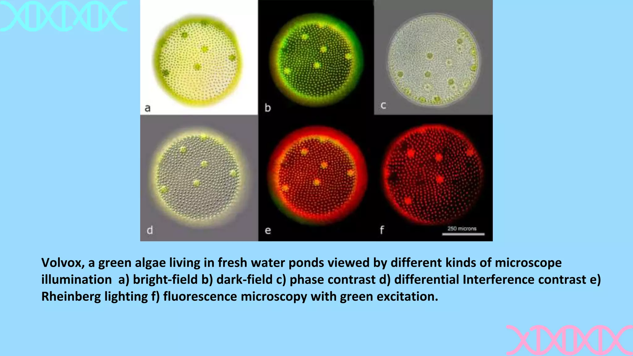Types of Light Microscopes used in Histological Studies.pptx