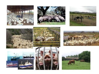 Types of livestock , | PPT