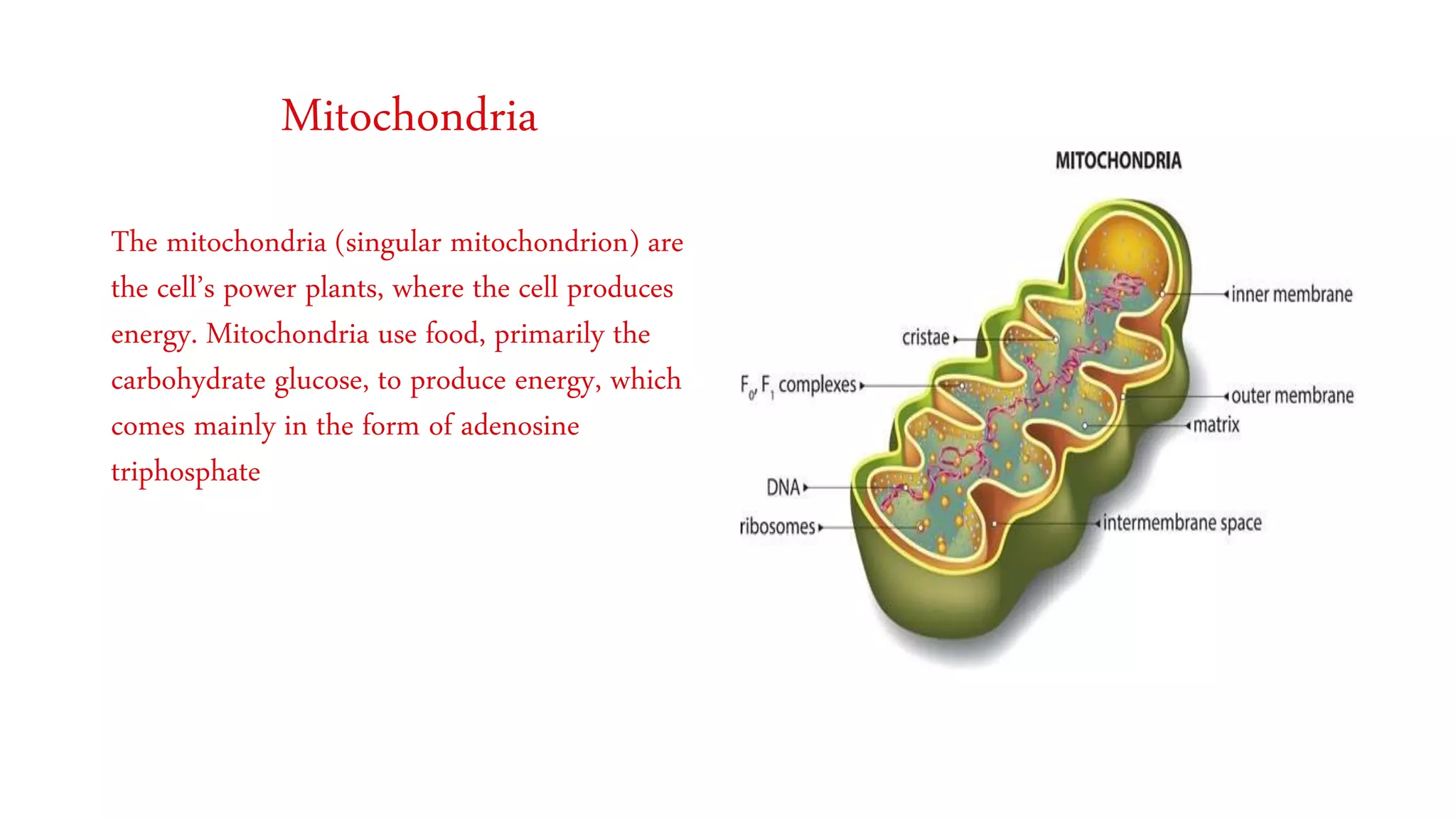 Types of living cells | PPTX