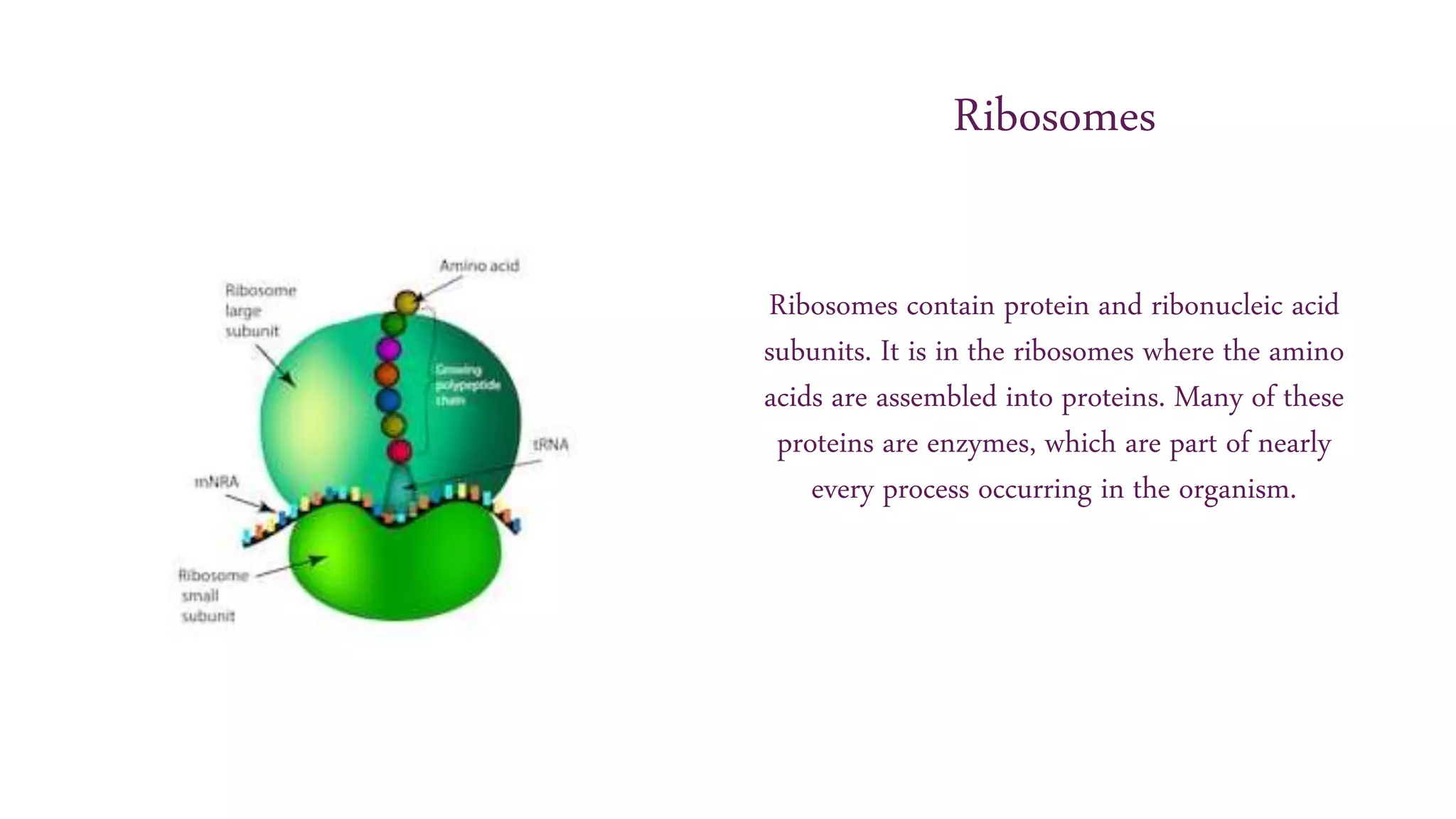 Types of living cells | PPTX | Biological Sciences | Science