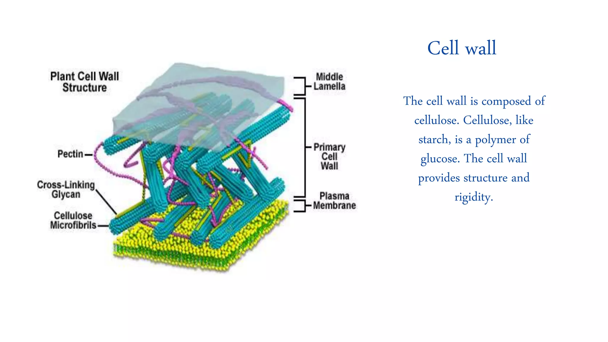 Types of living cells | PPTX