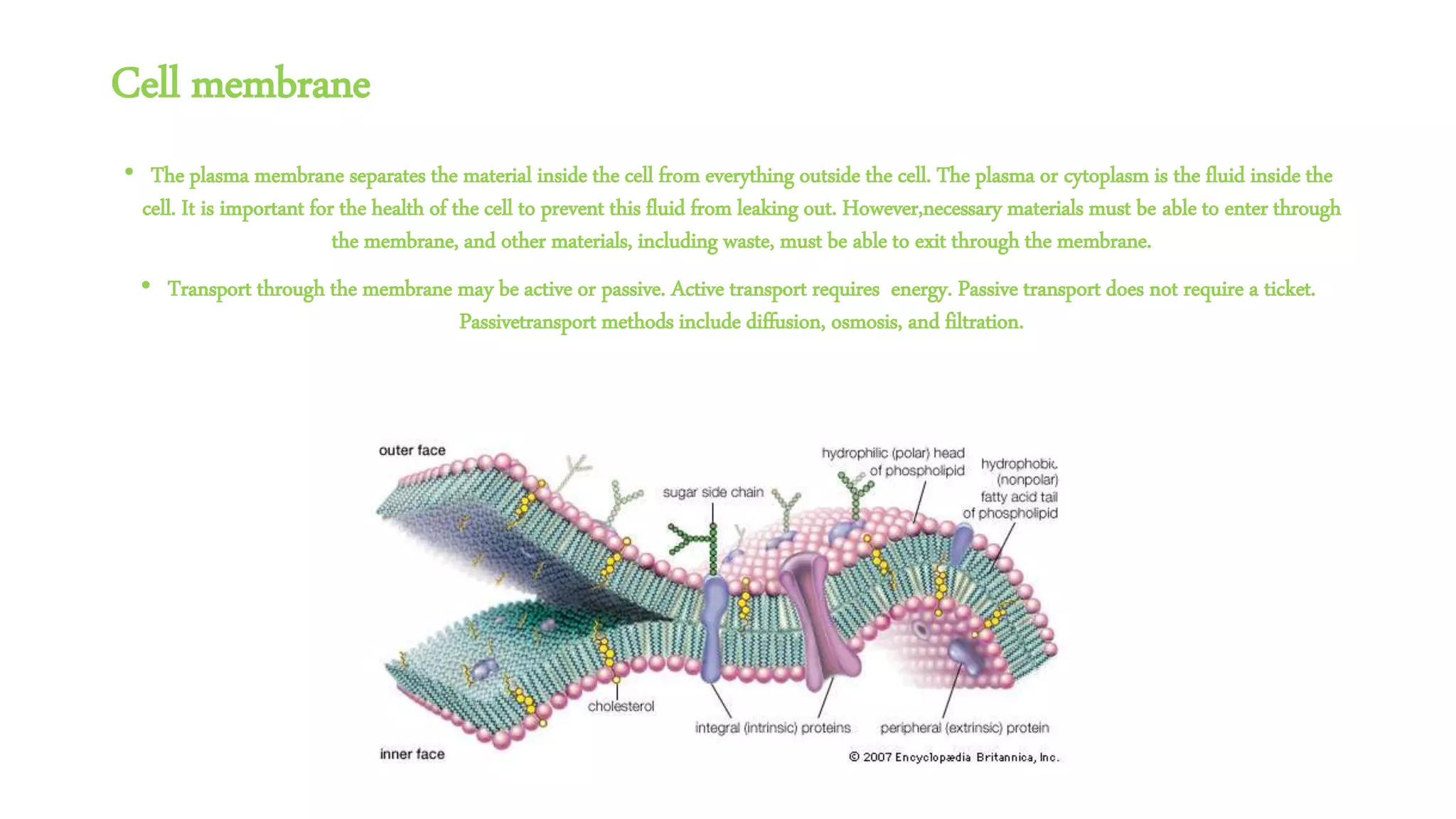 Types of living cells | PPTX