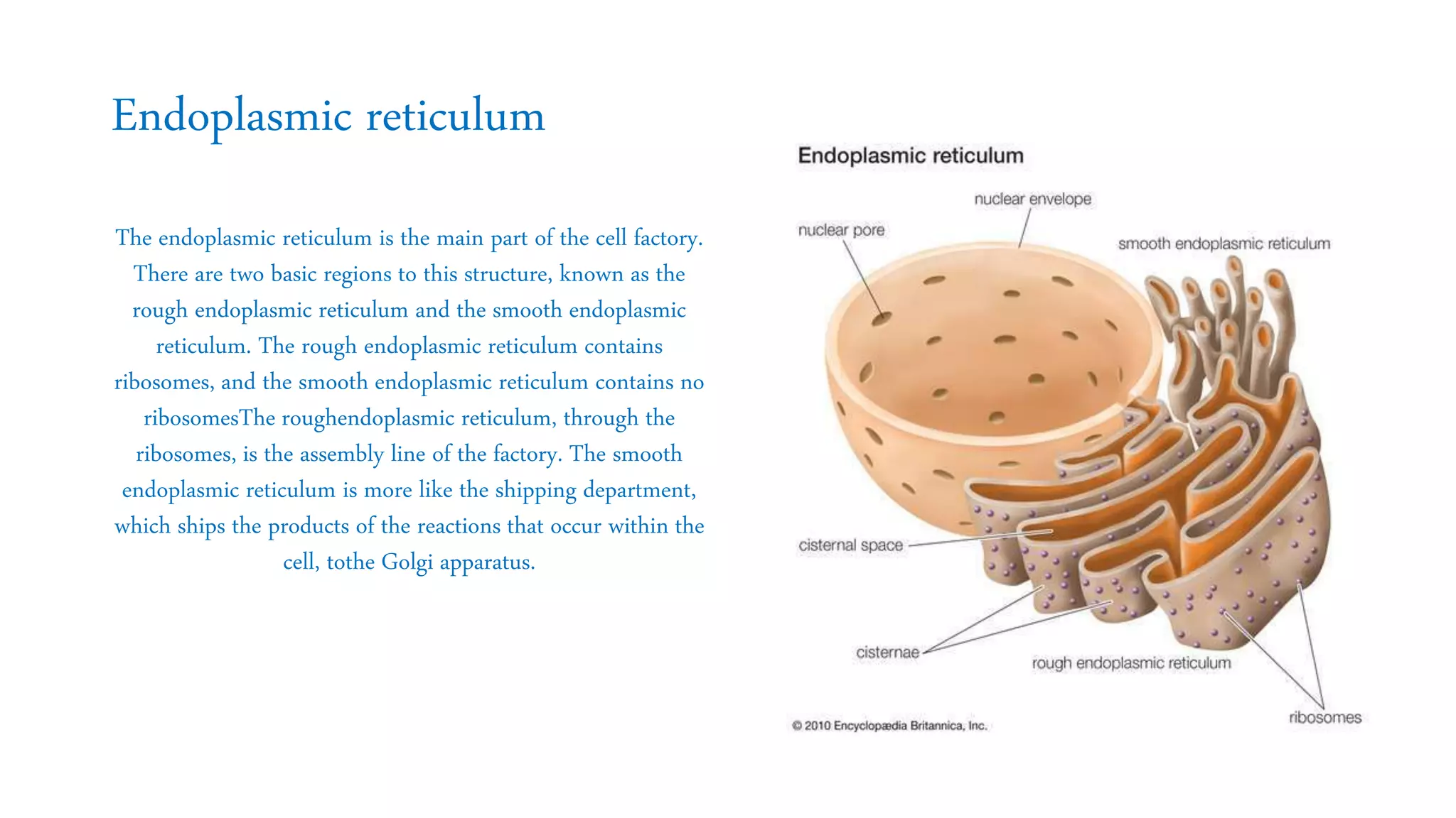 Types of living cells | PPTX