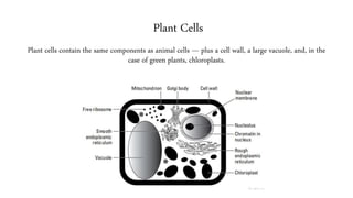 Types of living cells | PPTX