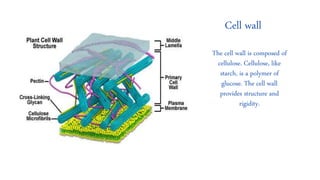 Types of living cells | PPTX