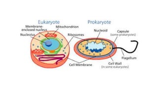 Types of living cells | PPTX