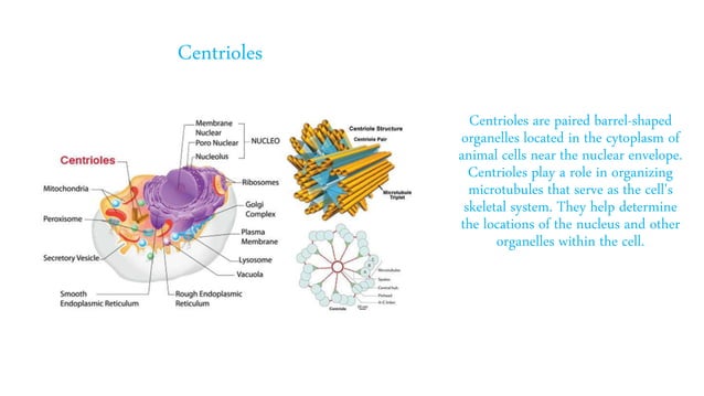 Types of living cells | PPTX | Biological Sciences | Science