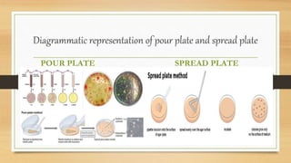 Types of Media in Microbiology & Plating Techniques. (1).pptx