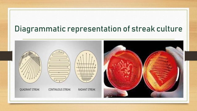 Types of Media in Microbiology & Plating Techniques. (1).pptx ...