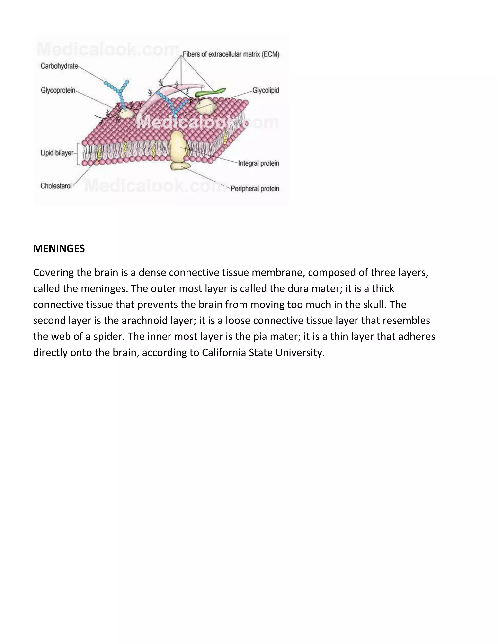 Types of membranes in human body | DOCX