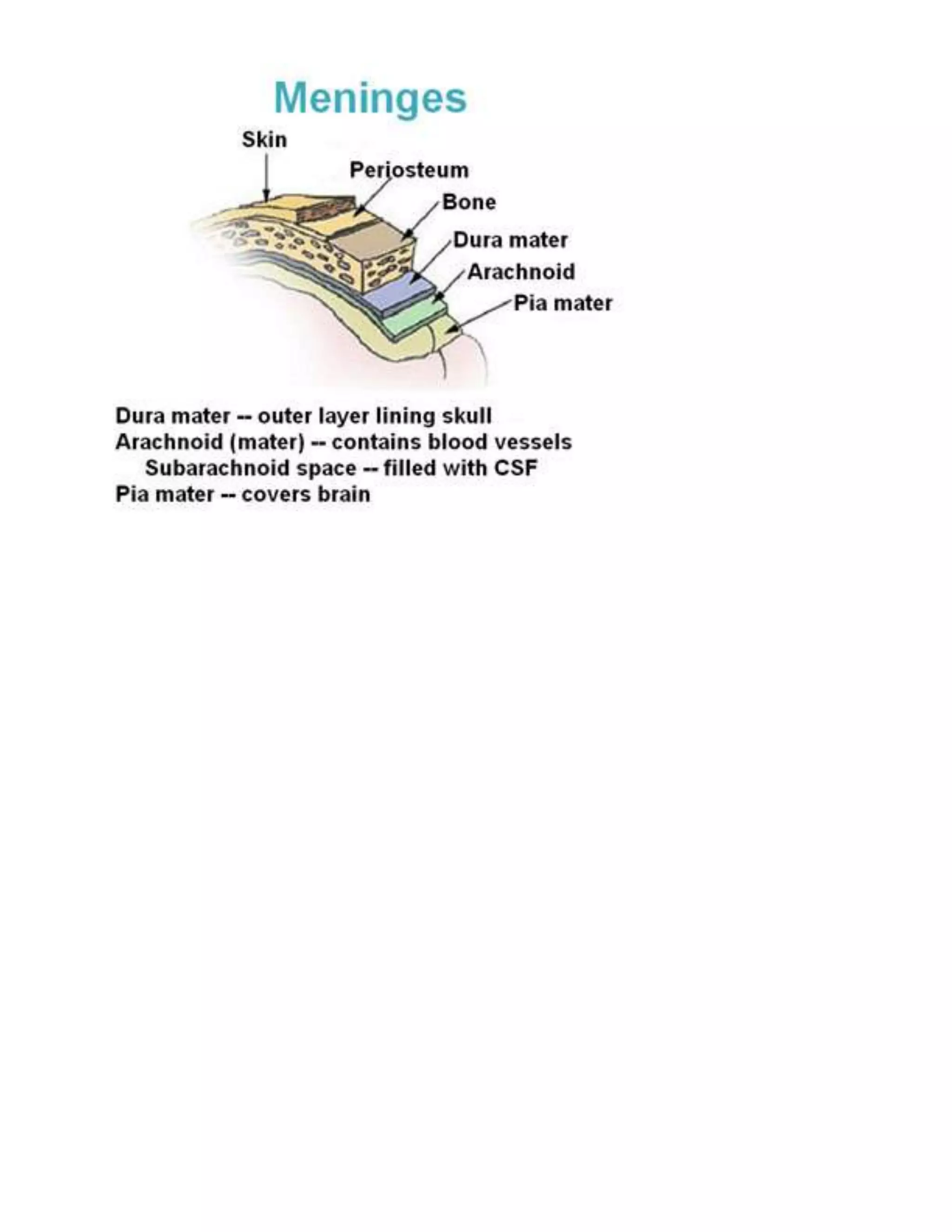 Types of membranes in human body | DOCX