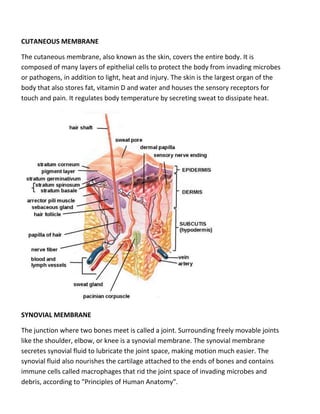 Types of membranes in human body | DOCX
