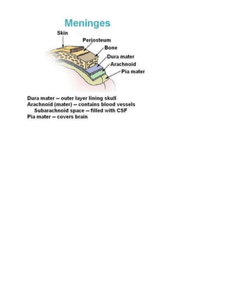 Types Of Body Membranes