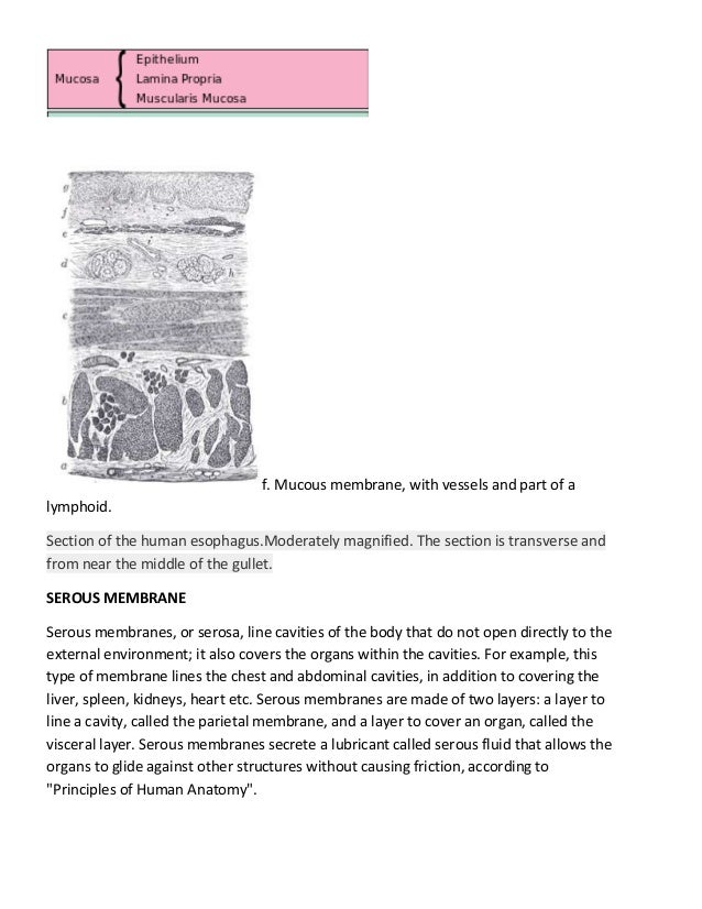 Types of membranes in human body
