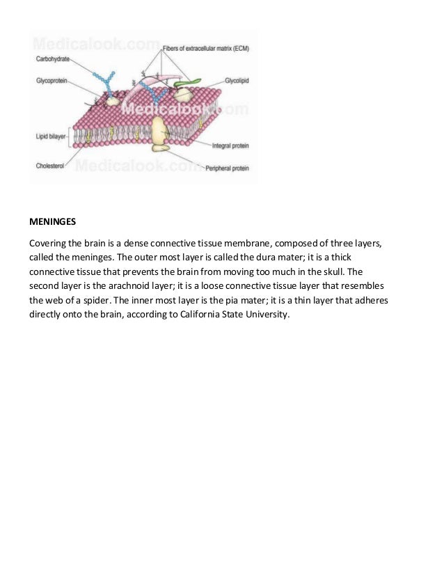 Types of membranes in human body
