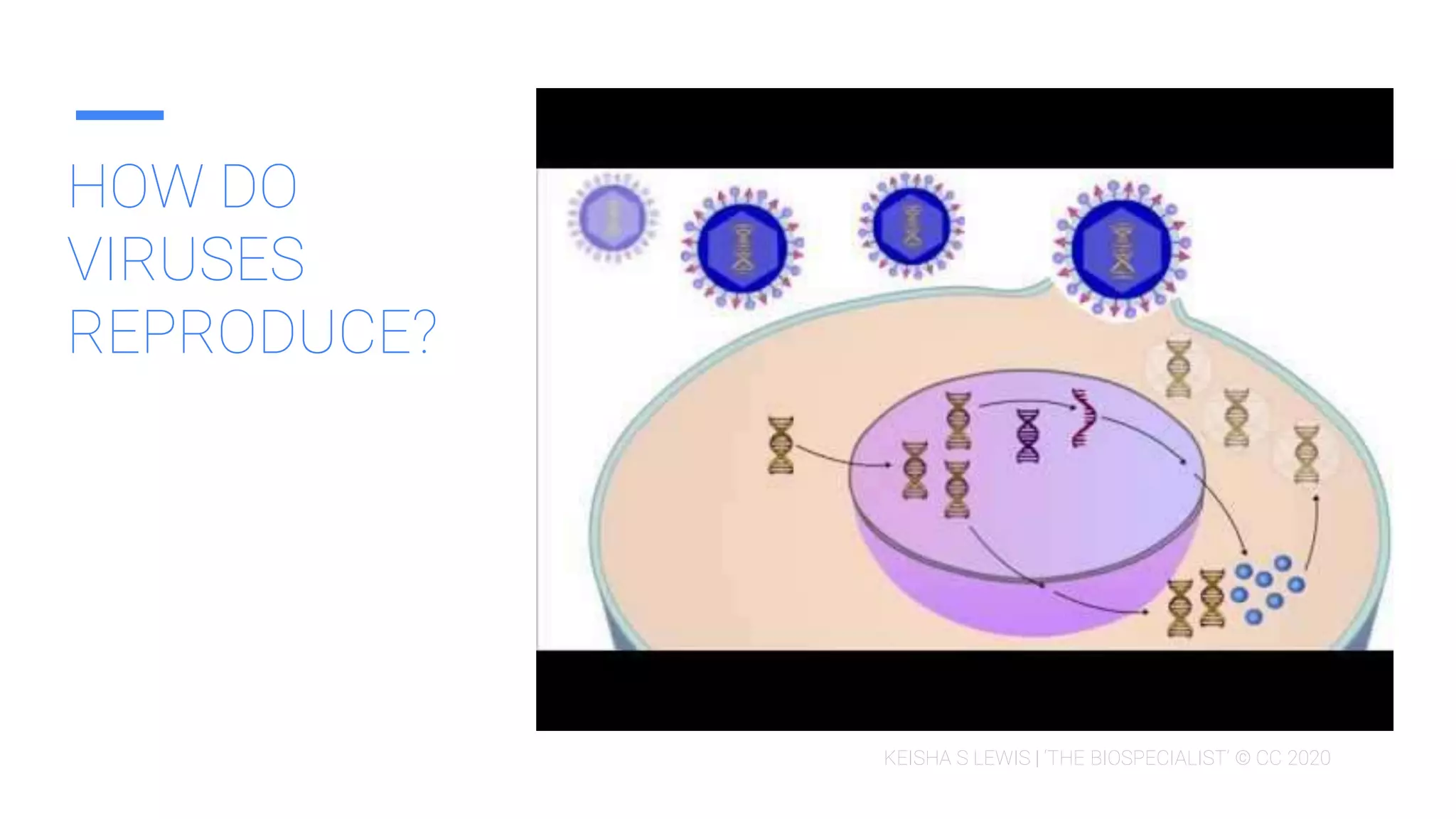 Types of Microbes | CSEC-CXC | PPTX