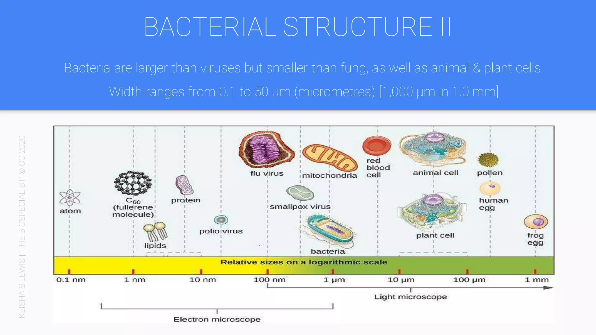 Types of Microbes | CSEC-CXC | PPTX