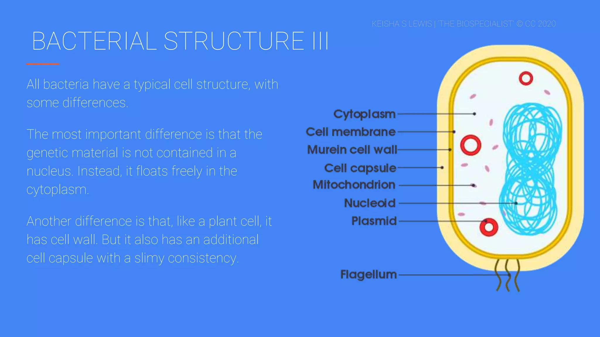 Types of Microbes | CSEC-CXC | PPTX