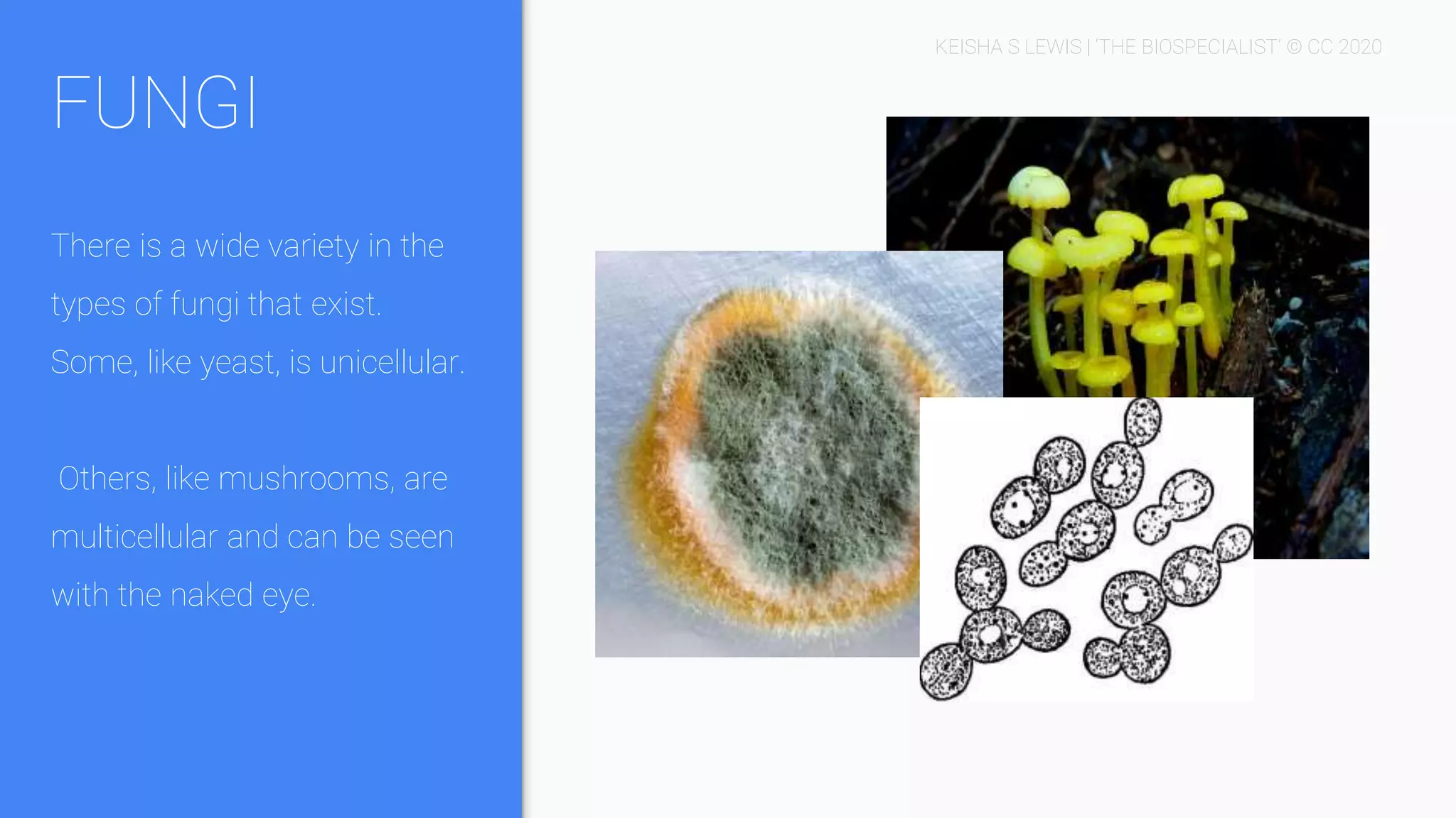 Types of Microbes | CSEC-CXC | PPTX