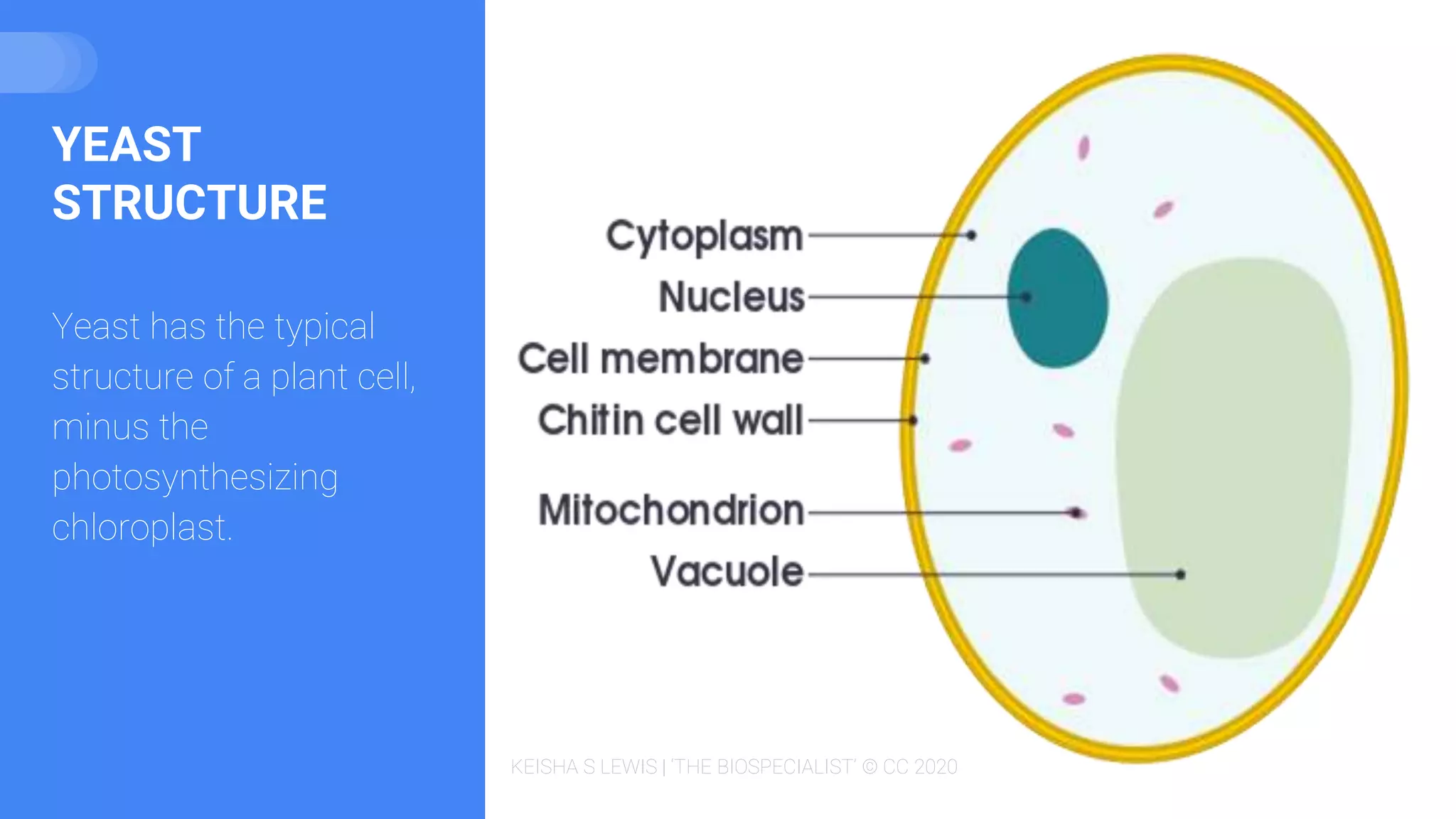 Types of Microbes | CSEC-CXC | PPTX