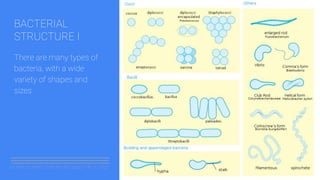 Types of Microbes | CSEC-CXC | PPTX