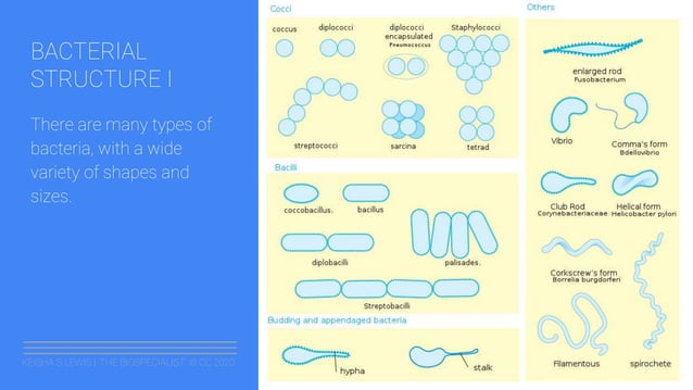 Types of Microbes | CSEC-CXC | PPTX