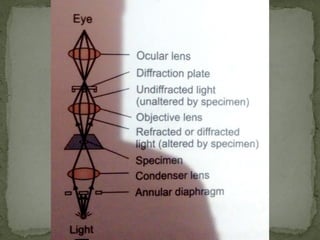 Types of microscope | PPT