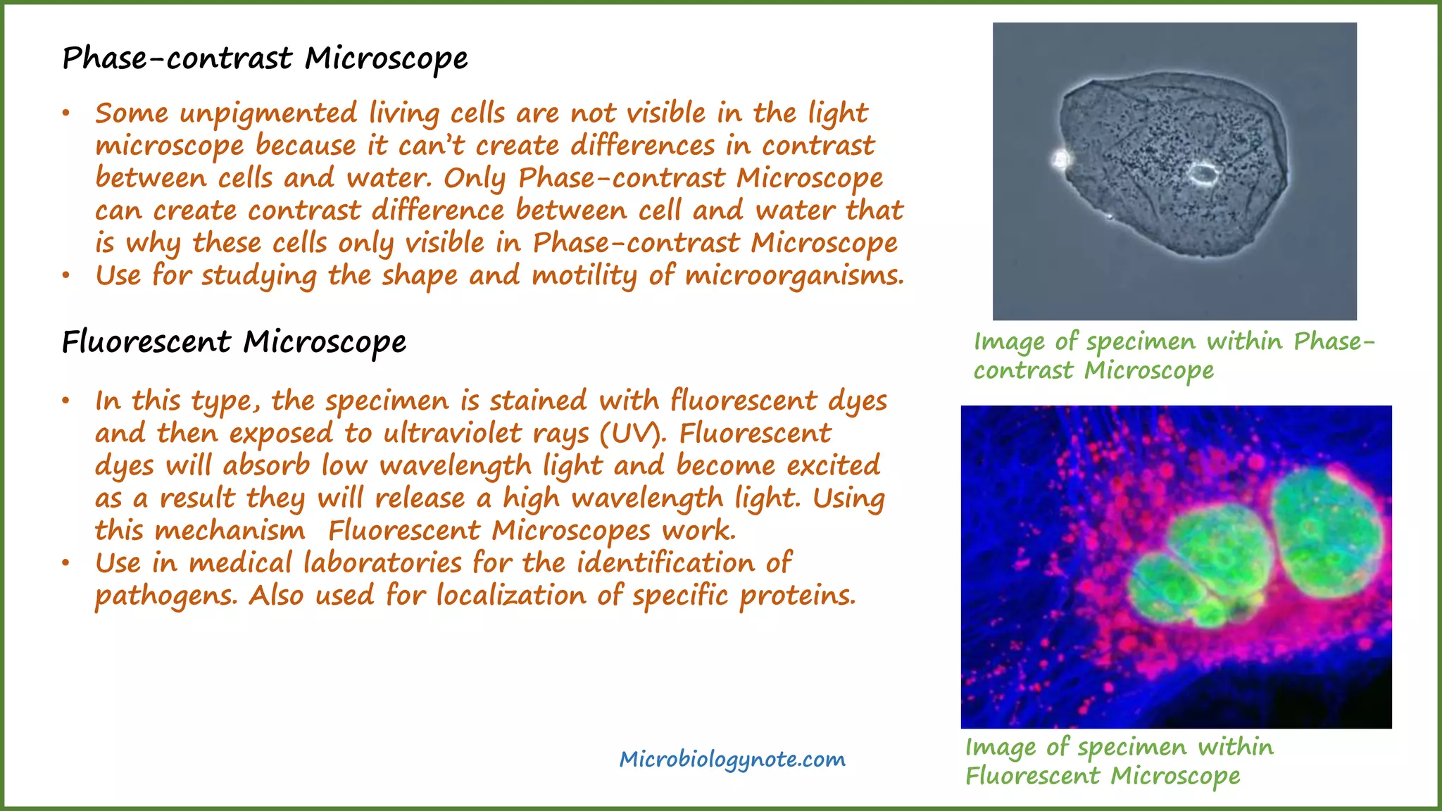 Electron Microscope: Definition, Types, Parts, Application, Advantages ...