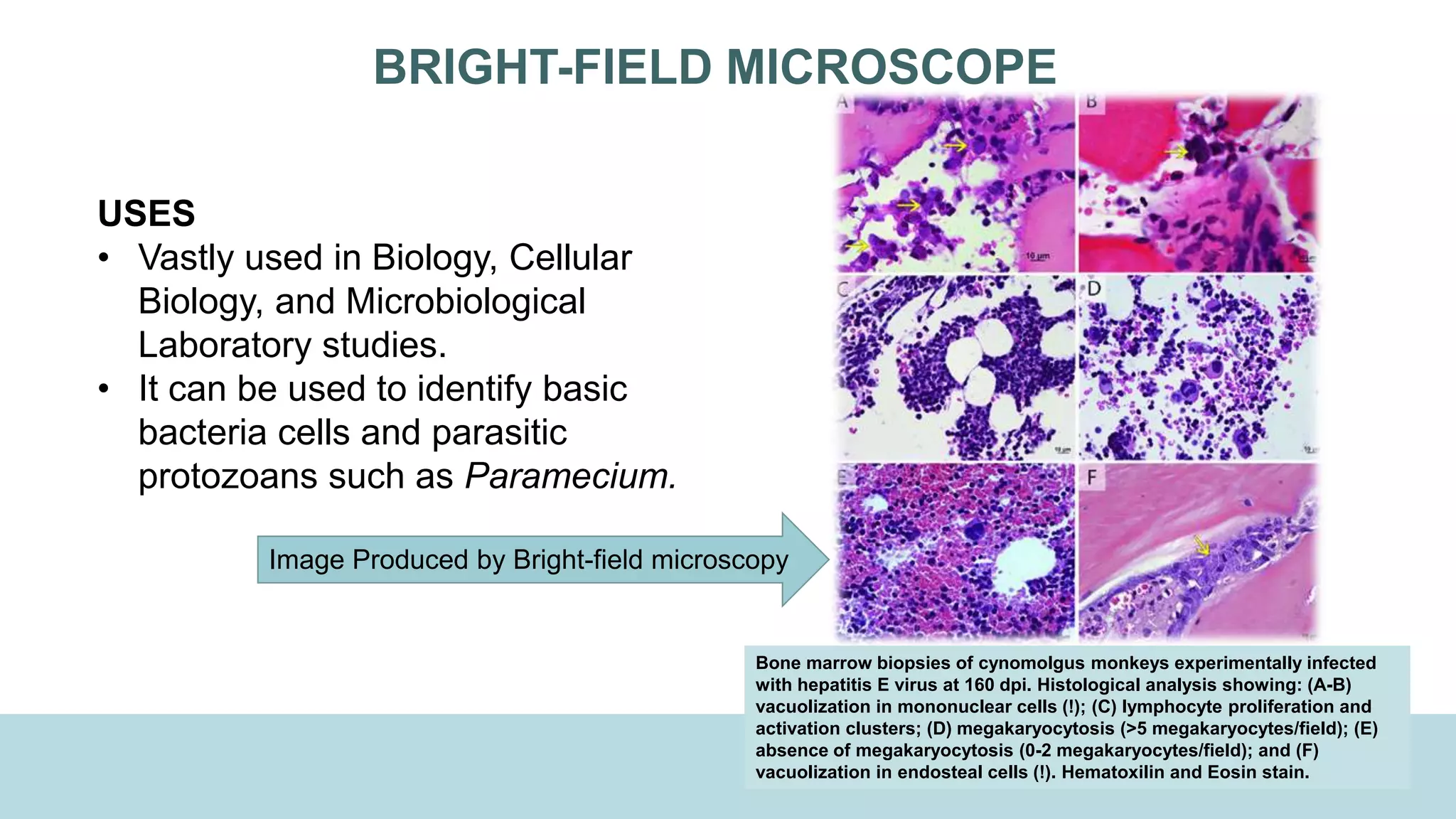 Types of Microscope | PPTX