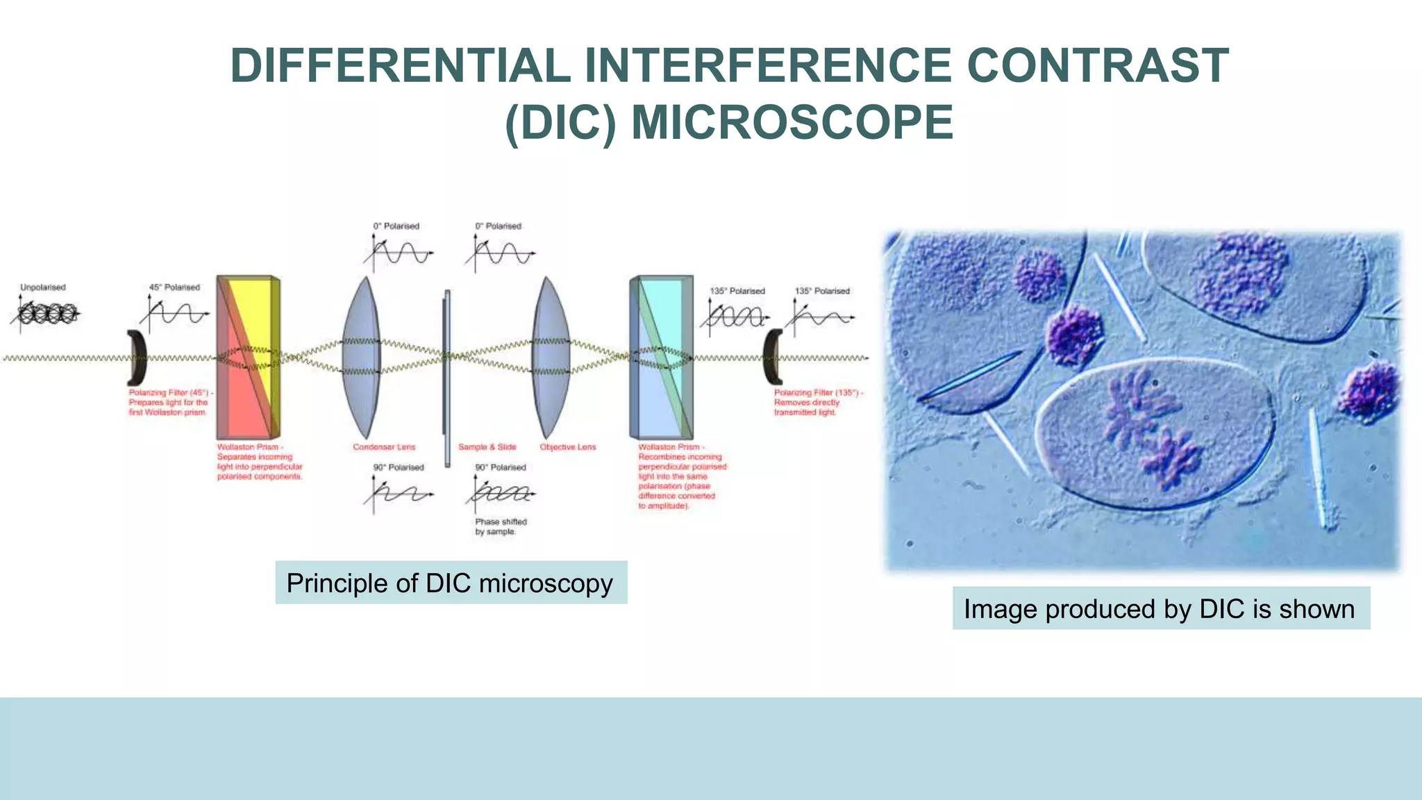 Types of Microscope | PPTX