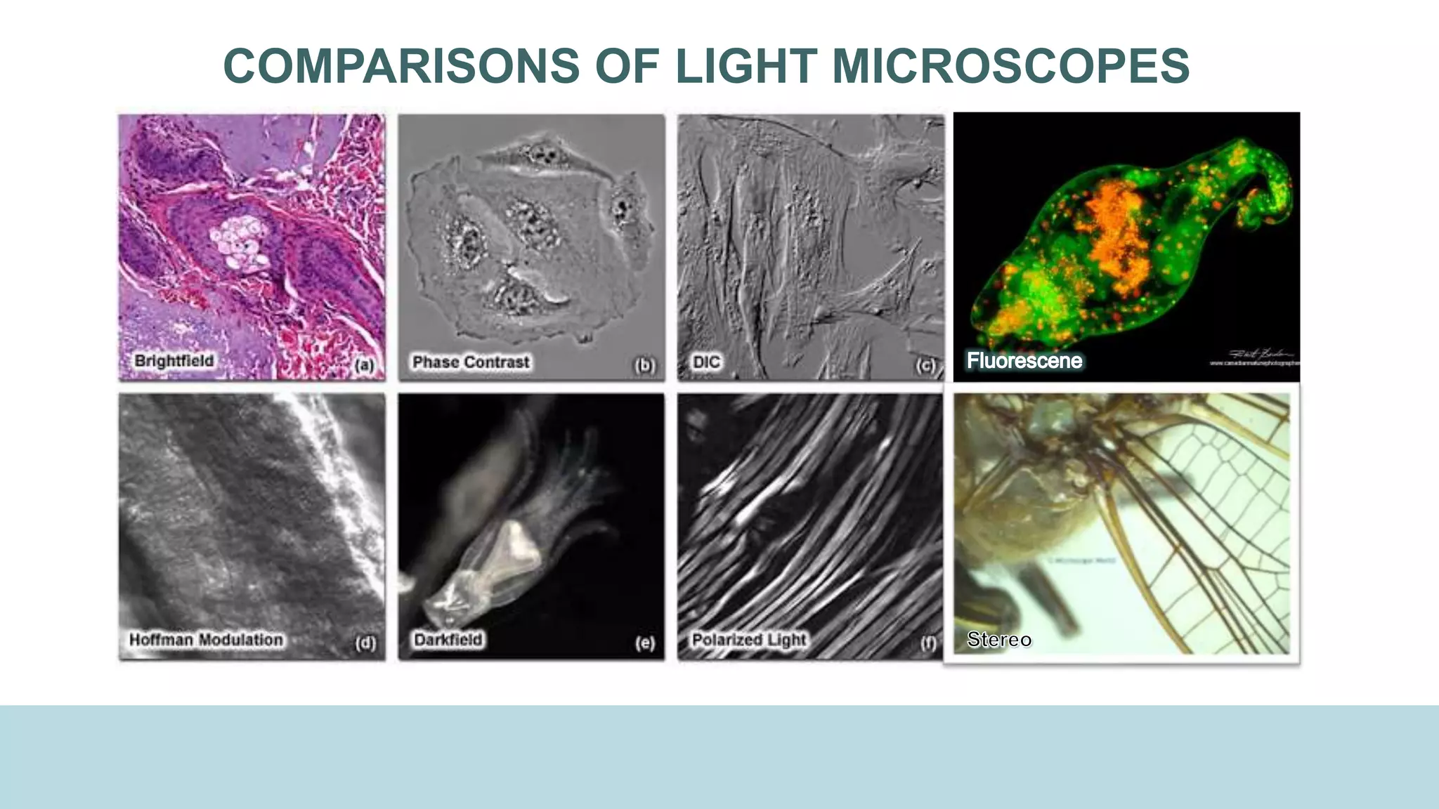 Types of Microscope | PPTX