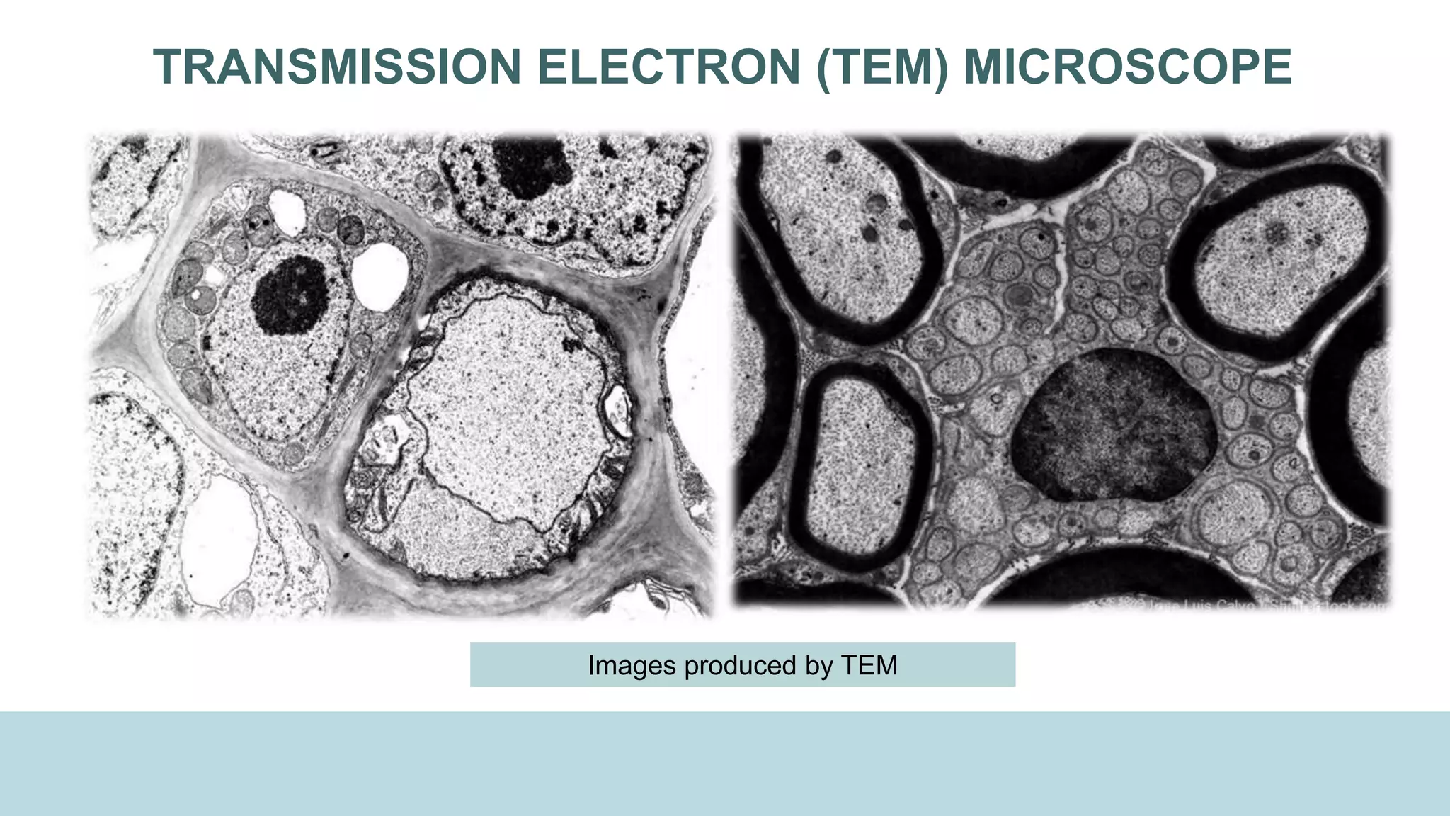 Types of Microscope | PPTX