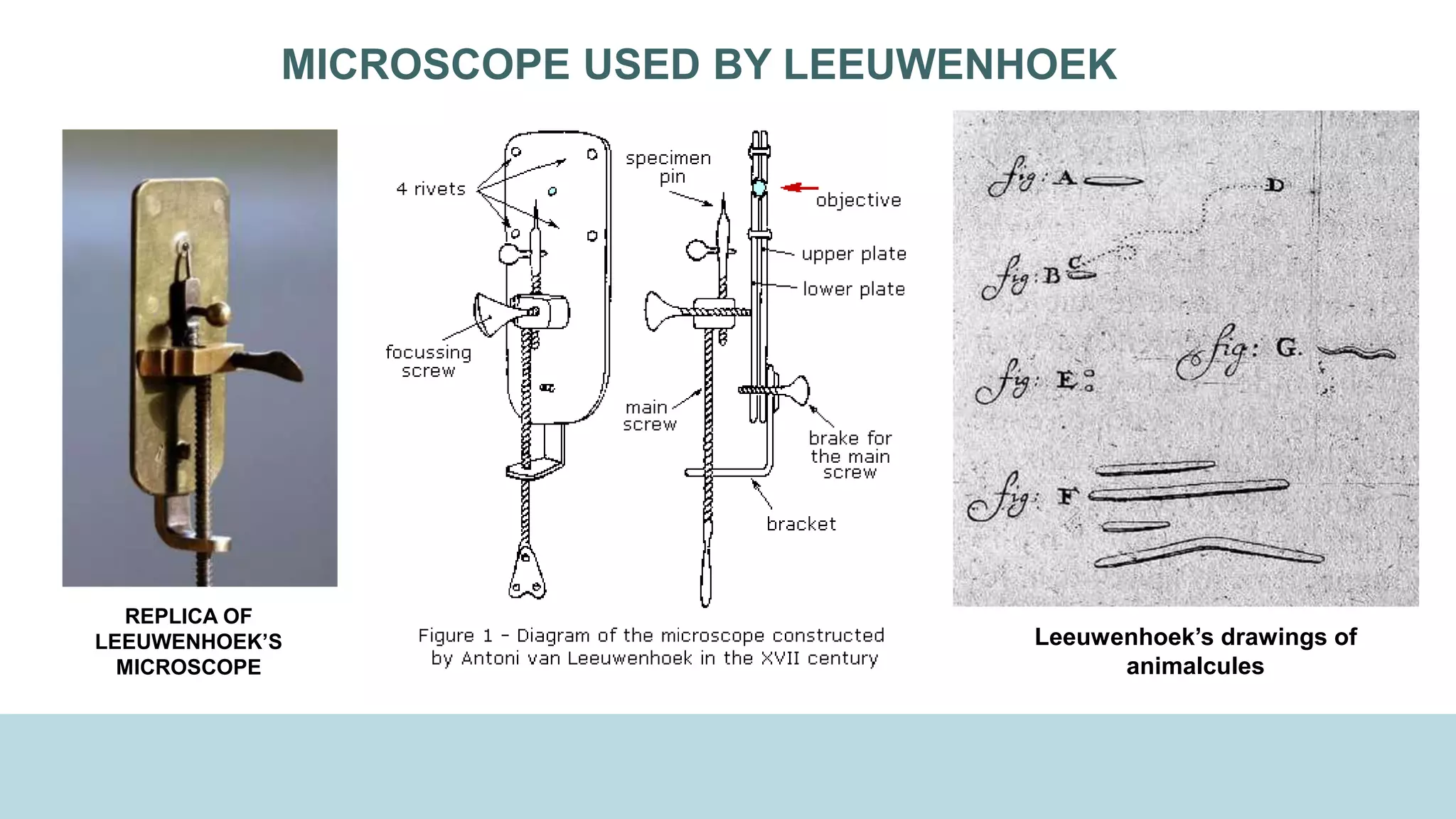 Types of Microscope | PPTX