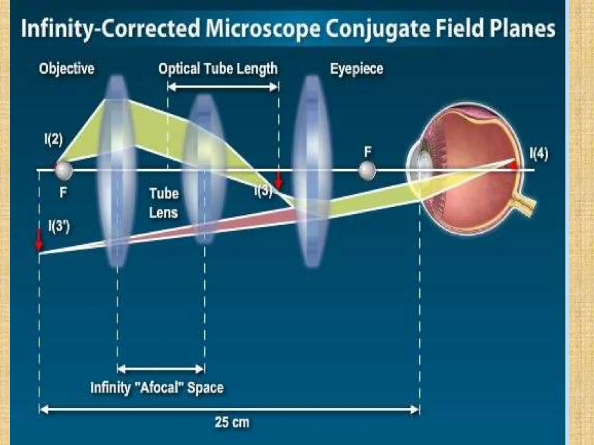 Lectures Notes Types of microscopes.pptx