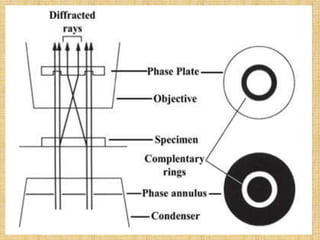 Lectures Notes Types of microscopes.pptx