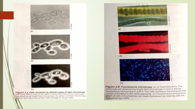 Types of Microscopes.pptx that used in labs | PPT
