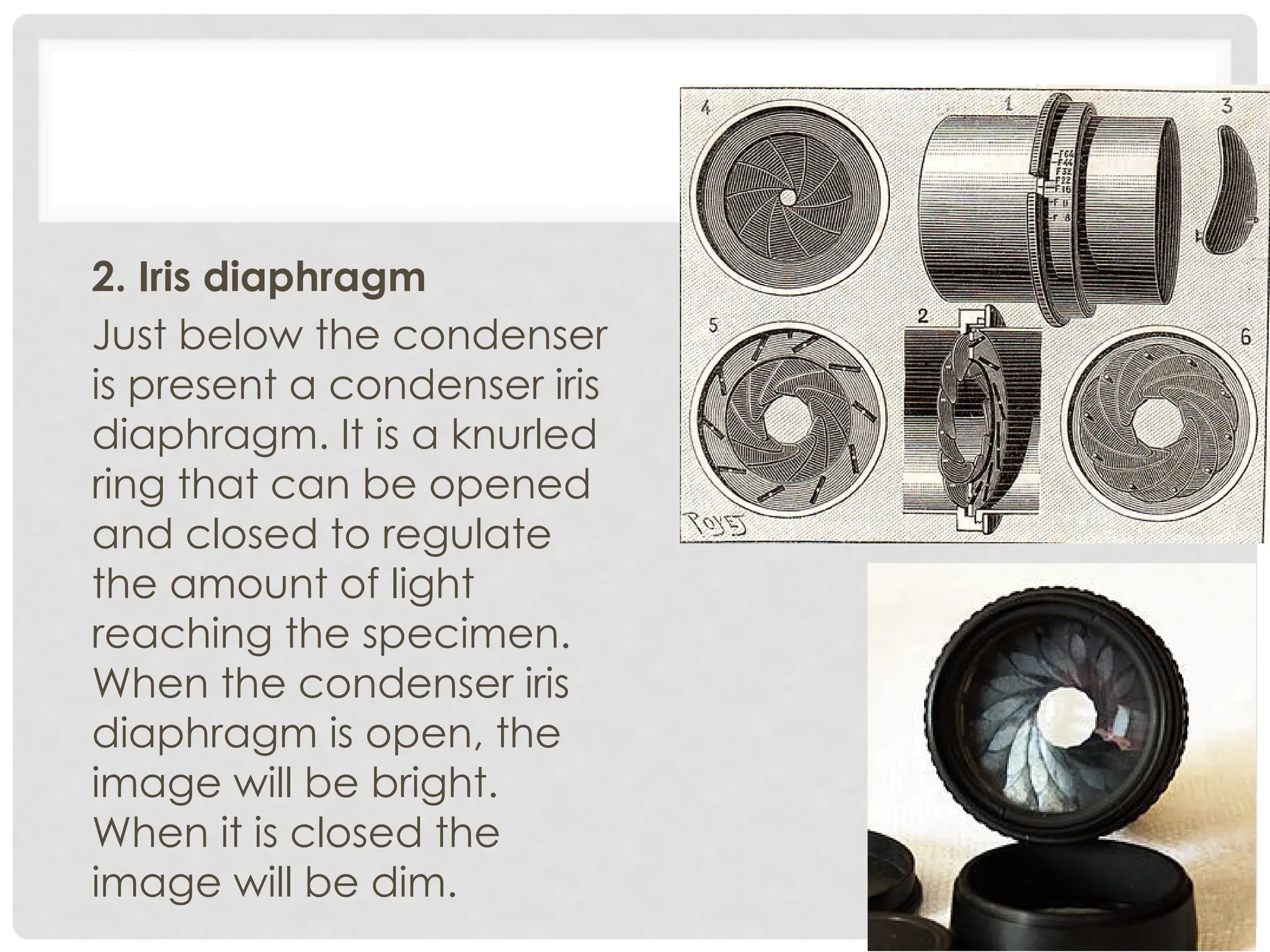 Types of Microscopy (Light Microscope, Simple Microscope, Compound ...