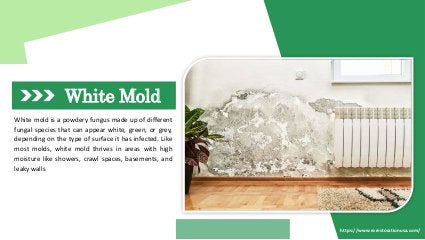 Types Of Mold Hanpering Structural Integrity.pptx