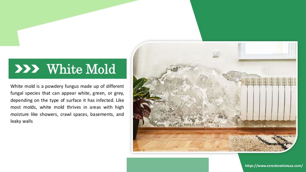 Types Of Mold Hanpering Structural Integrity.pptx