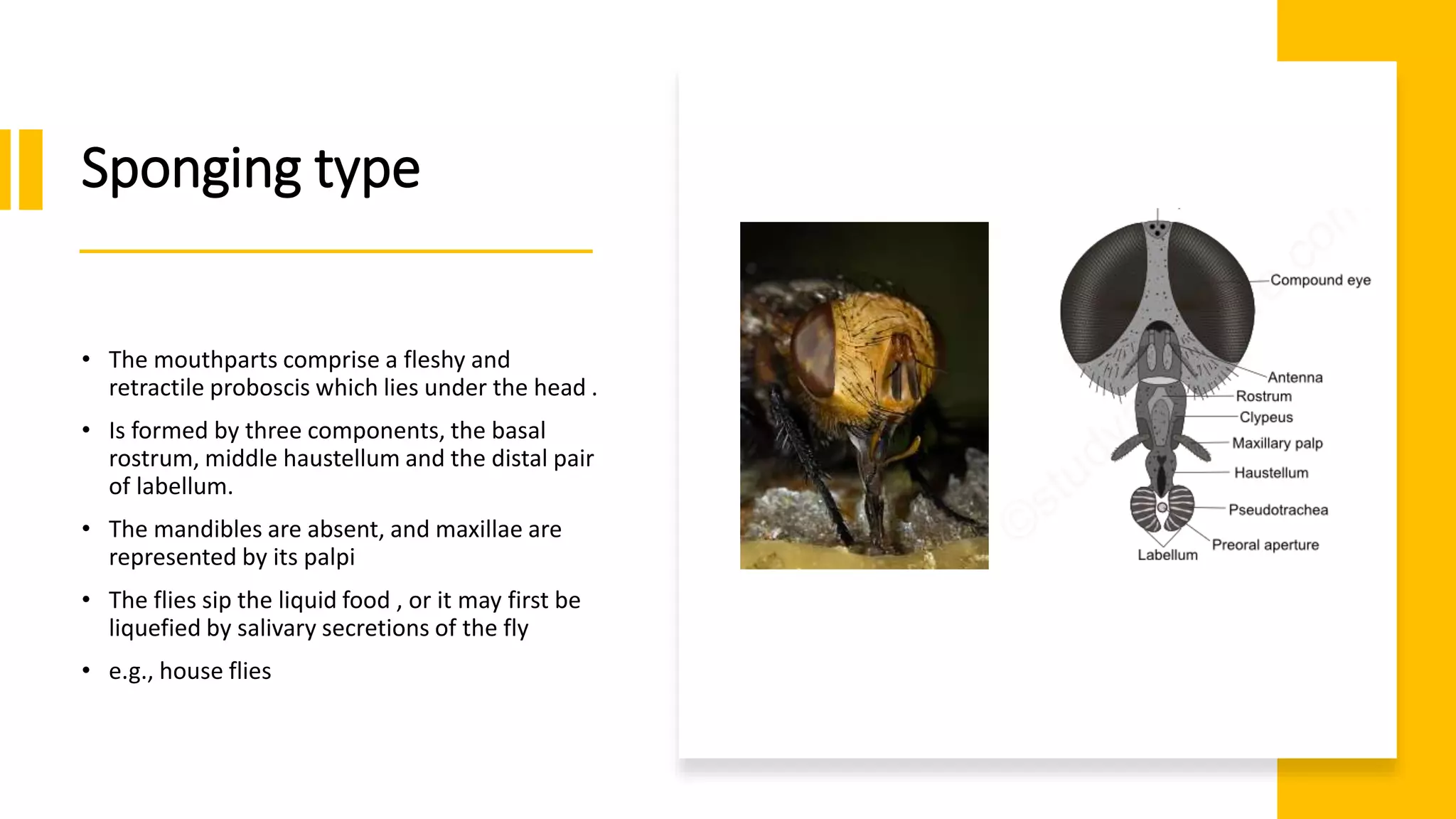 TYPES OF MOUTH PARTS.pptx