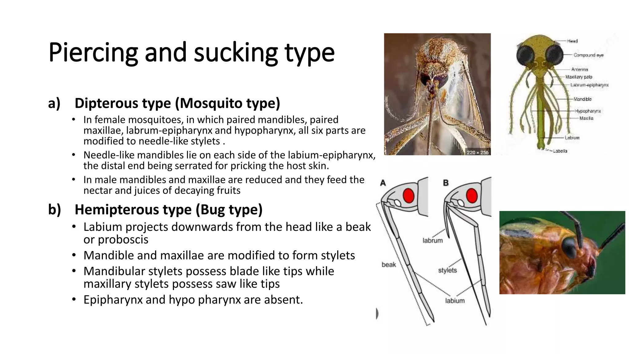 TYPES OF MOUTH PARTS.pptx