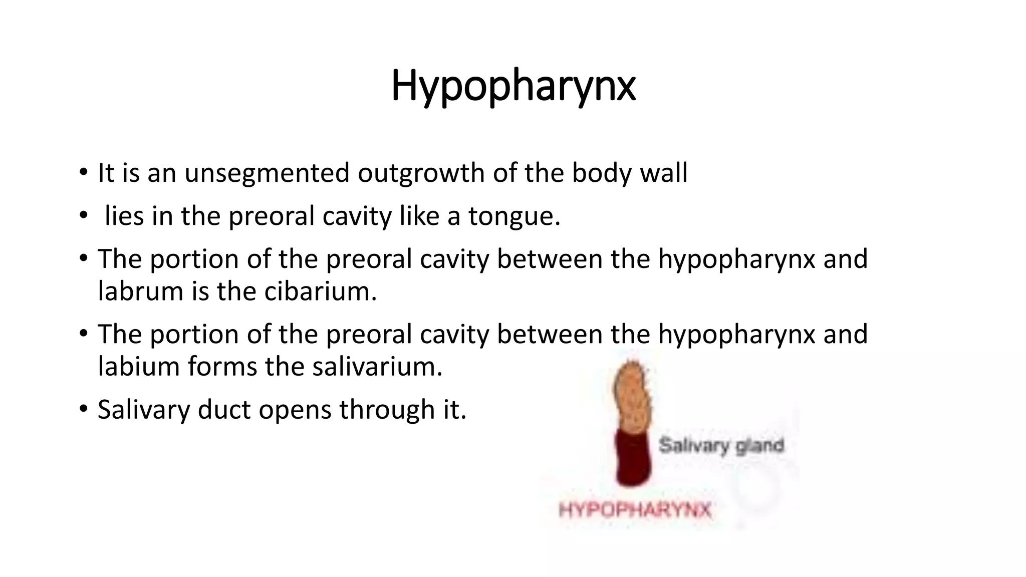 TYPES OF MOUTH PARTS.pptx
