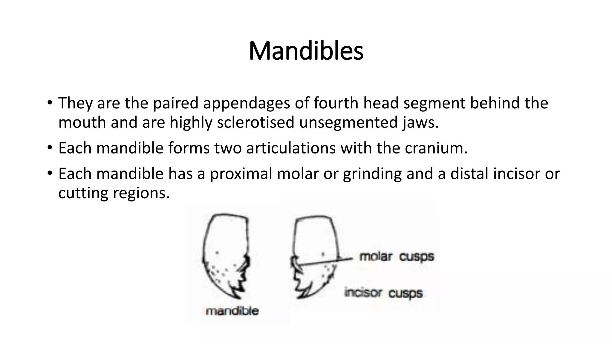 TYPES OF MOUTH PARTS.pptx