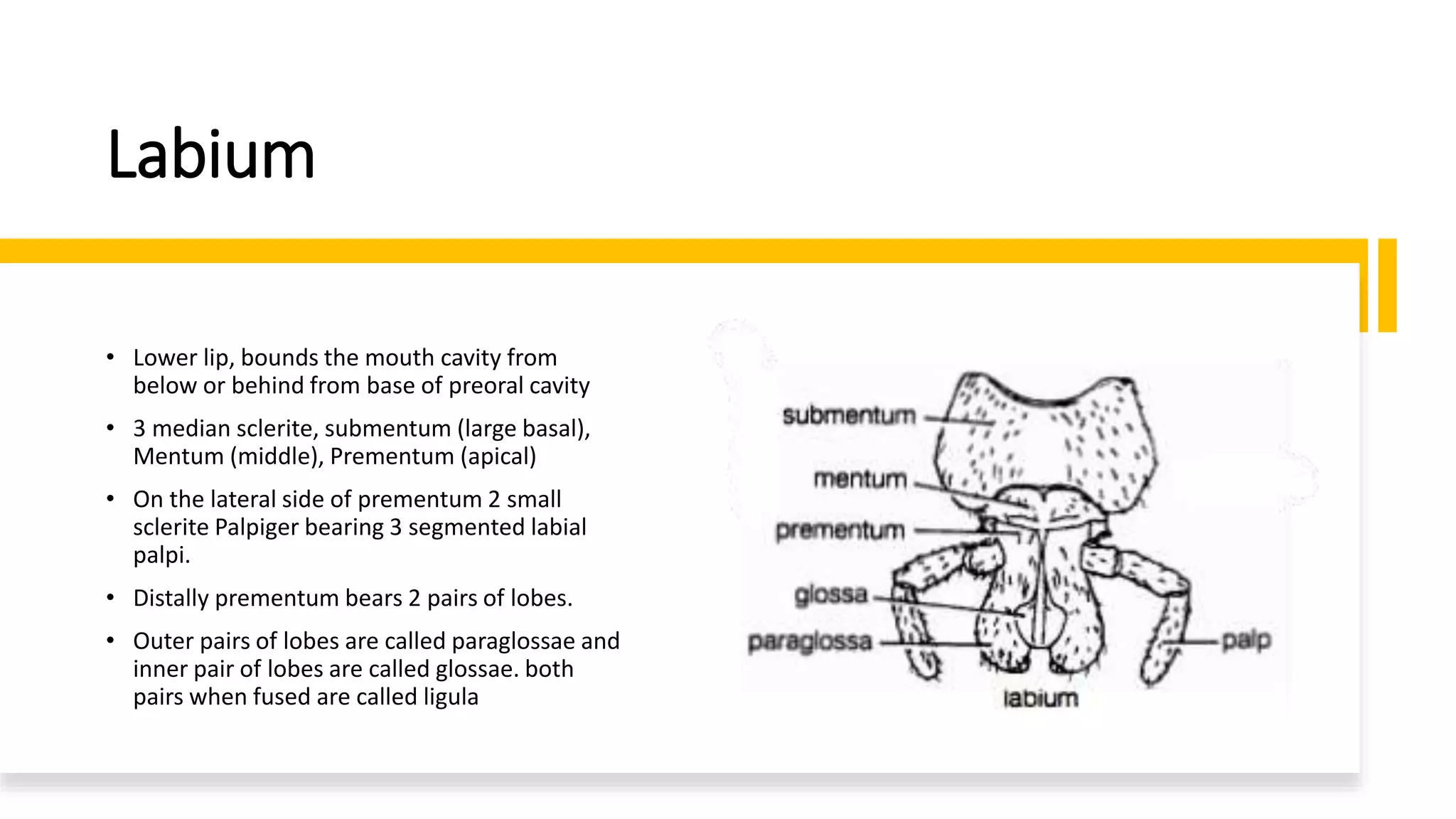TYPES OF MOUTH PARTS.pptx