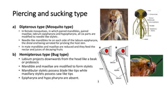 TYPES OF MOUTH PARTS.pptx