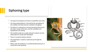 TYPES OF MOUTH PARTS.pptx