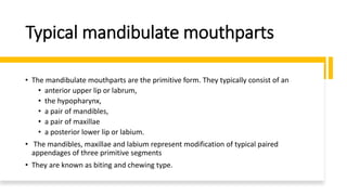 TYPES OF MOUTH PARTS.pptx
