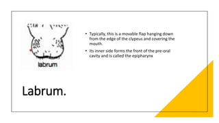 TYPES OF MOUTH PARTS.pptx